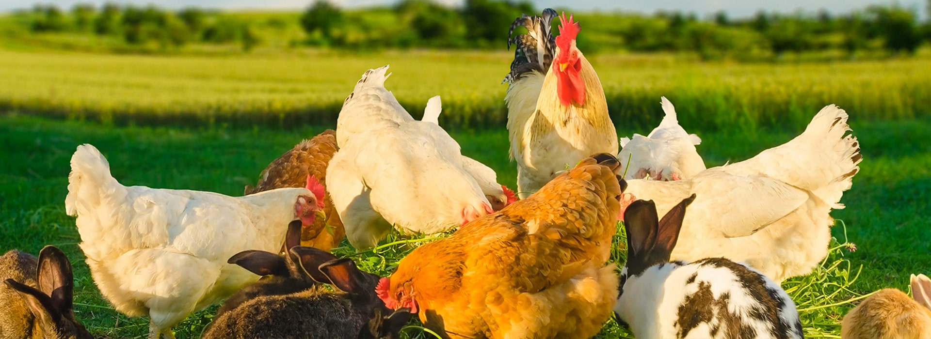 Meilleurs aliments pour poulets - Avis & Comparatif complet 2024